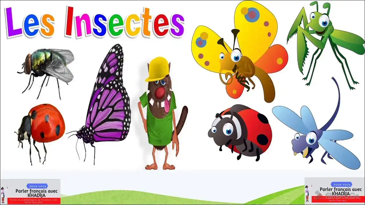 Leçon 9:savoir les noms des insectes/الدرس 9: معرفة أسماء الحشرات ...